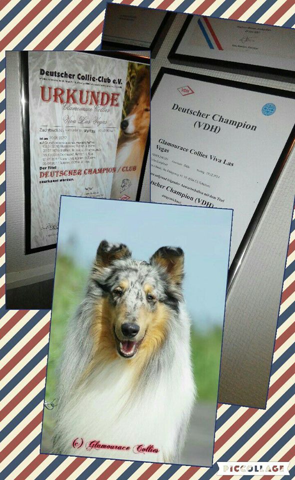 Glamourace Collies: Lucky's German Titles confirmed