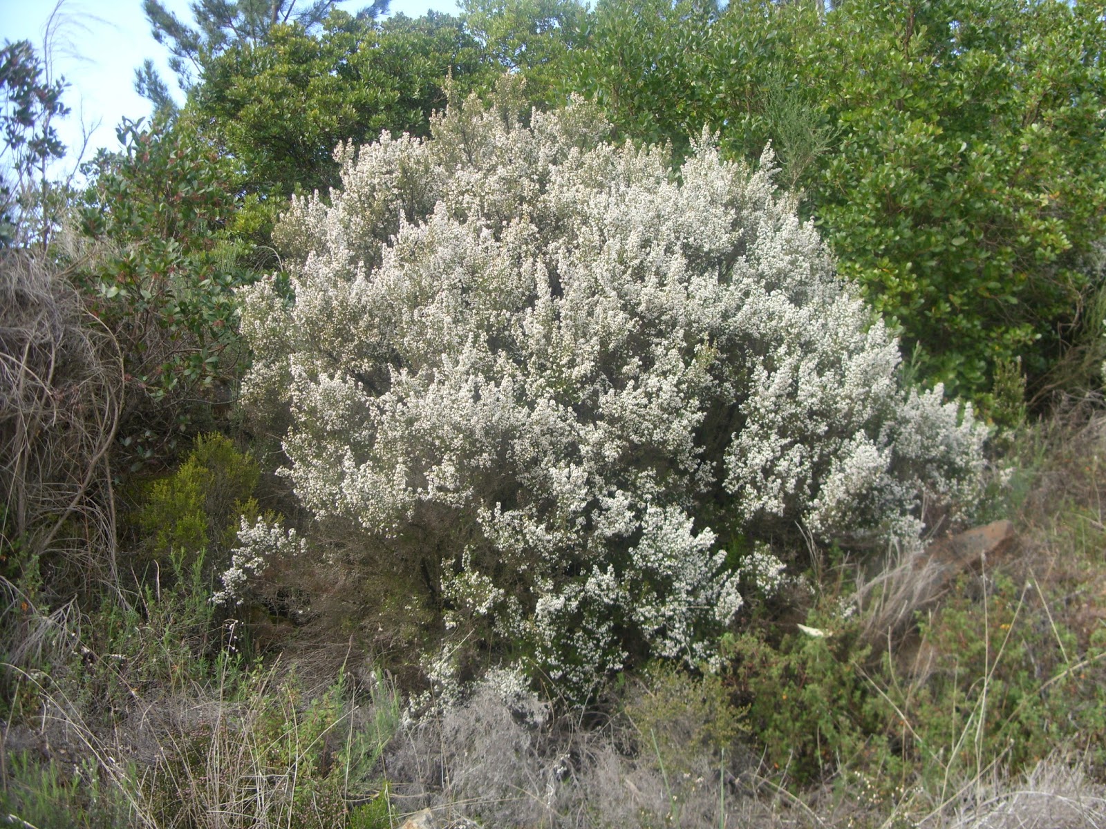 Jardim Autóctone: Urze-branca (Erica arborea)