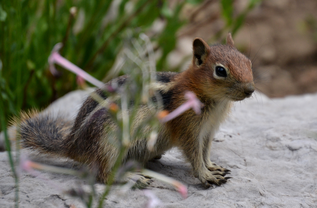 Woods Walks and Wildlife: Utah Vacation, Part 1: Into the Mountains
