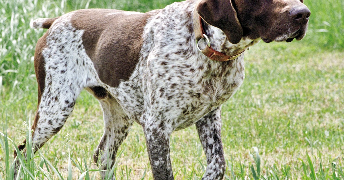 German Longhaired Pointer