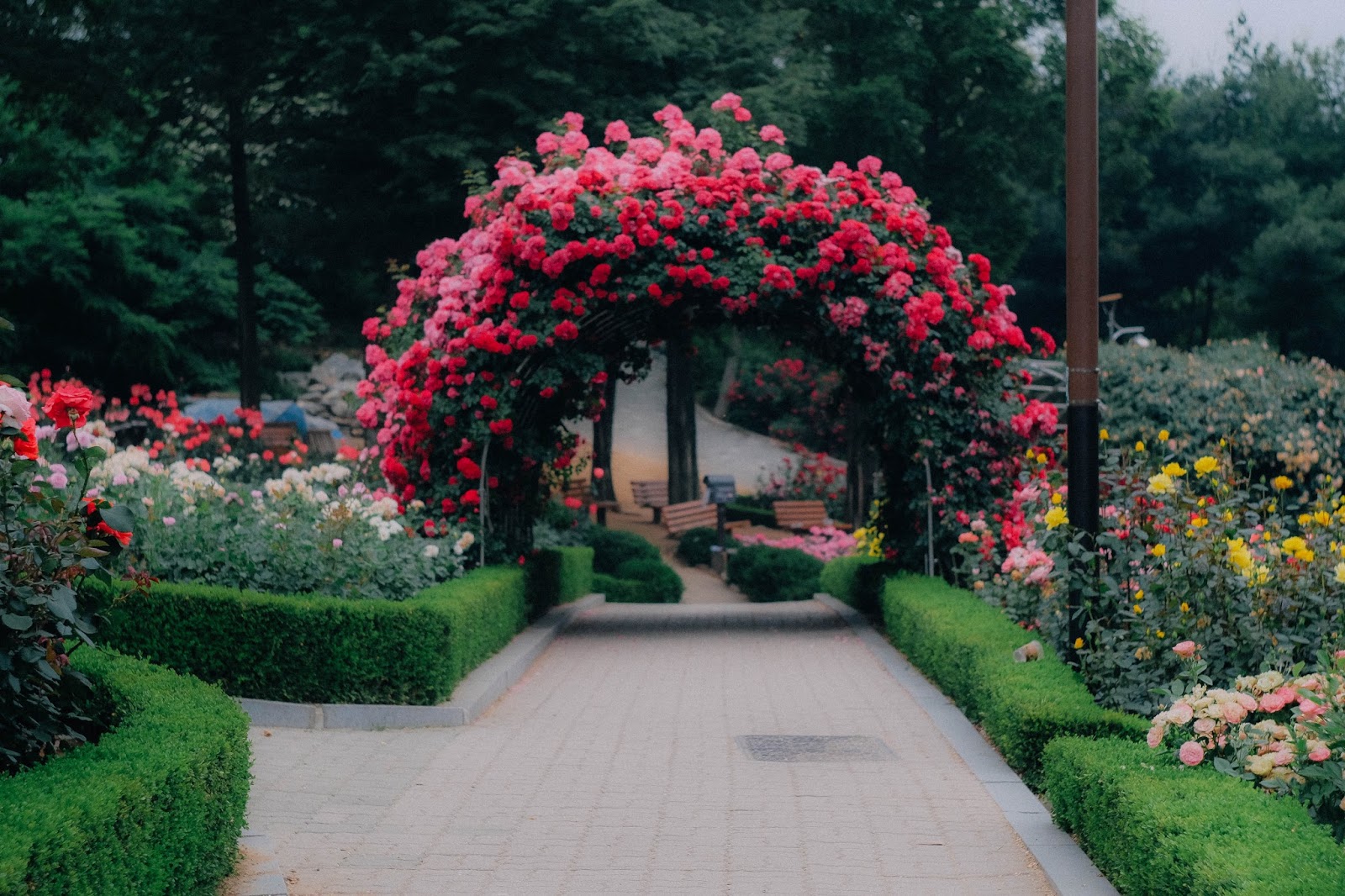 Bucheon Dodang Mountain One Million Rose Garden - 부천 도당산 백만송이 장미원 ...