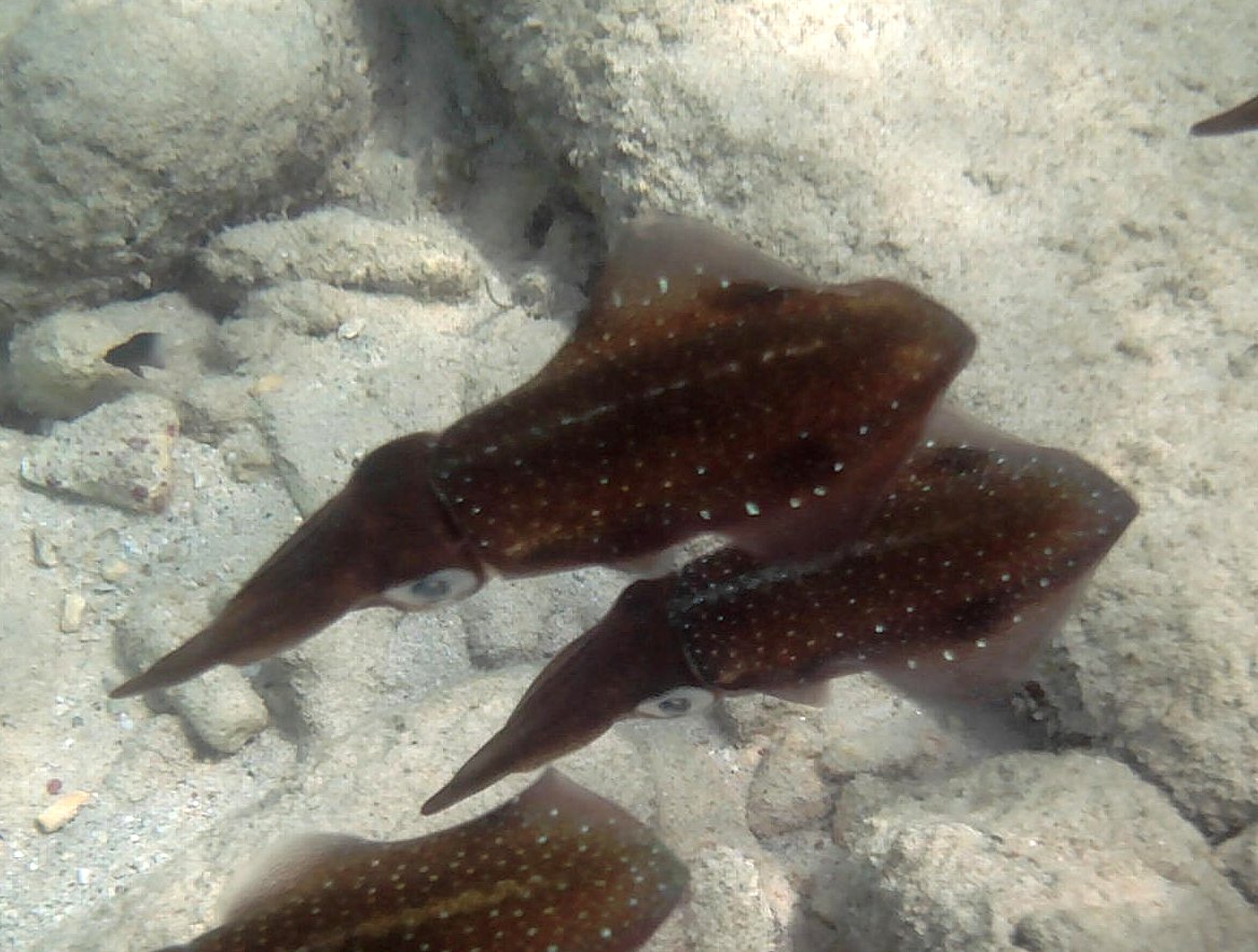 Kona Snorkeling, Fish Watching and Other Adventures: Squid