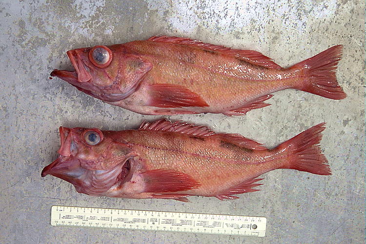 Pacific Ocean Perch - Fishes World - HD Images & Free Photos