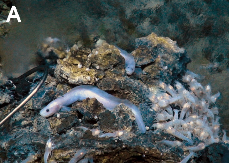 Hydrothermal Vent Eelpout Fish