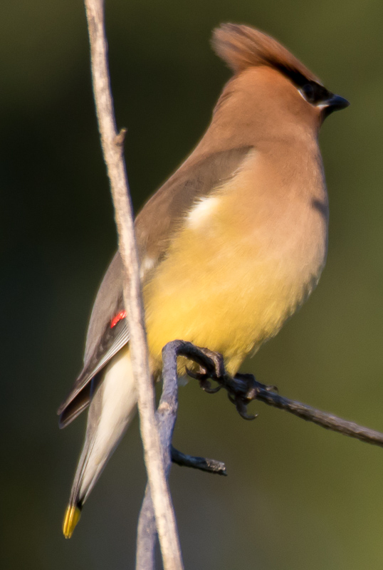 Karen Casebeer Photography: TUGS TO THE SOUL