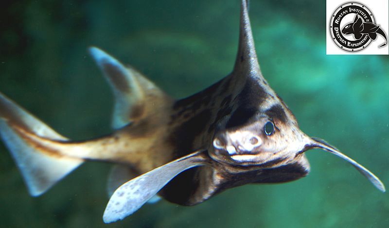 Real Monstrosities: Prickly Dogfish