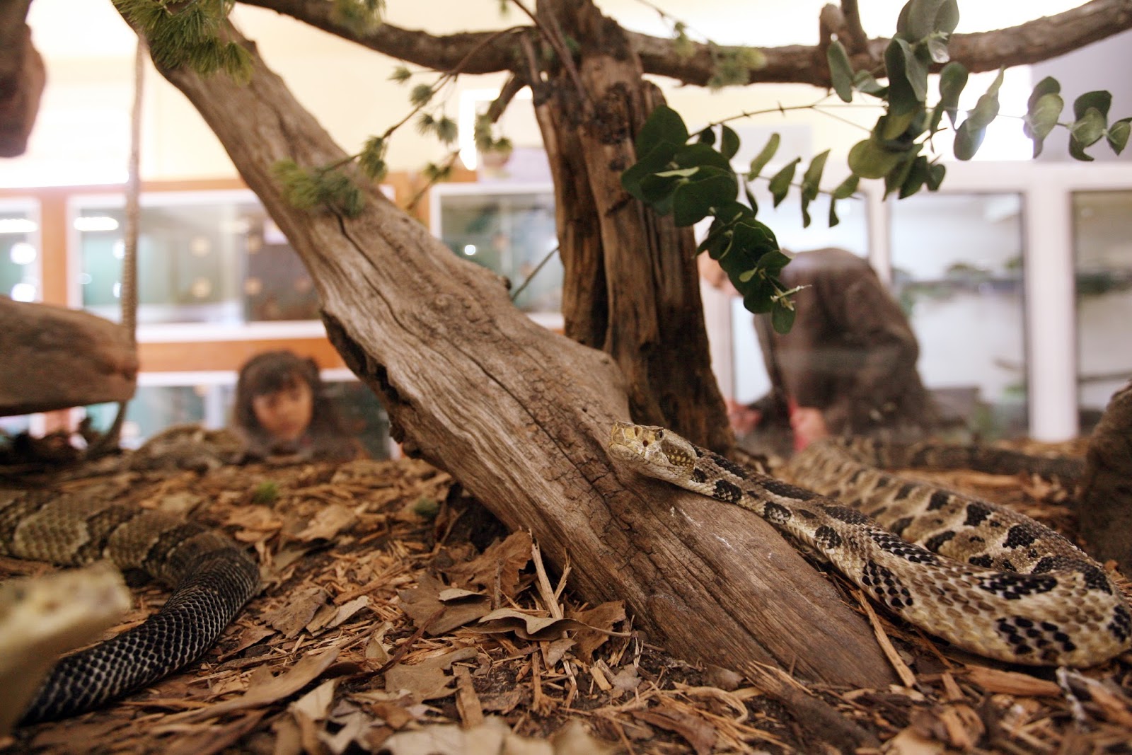 Mark Kodiak Ukena: Croctoberfest at the Wildlife Discovery Center