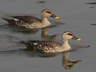 May 2011 - ARUNACHALA BIRDS