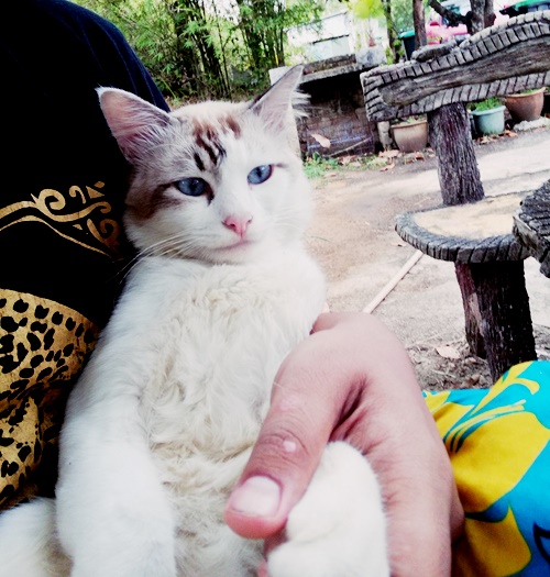 Perbandingan Umur Kucing dan Manusia