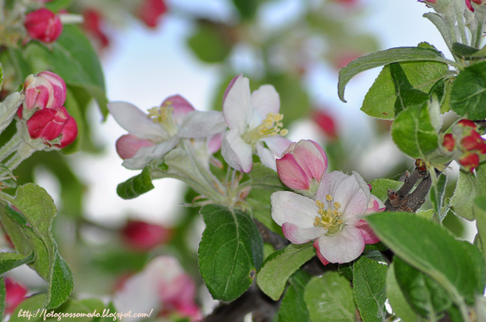 In linii mari: Flori de mar