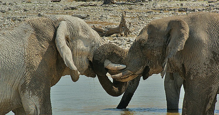 MAP Artistic Photography: Photo of the Day: Elephants Entwined Trunks ...