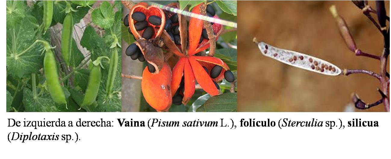 Universo Botánico: Los Frutos II. Clasificación.