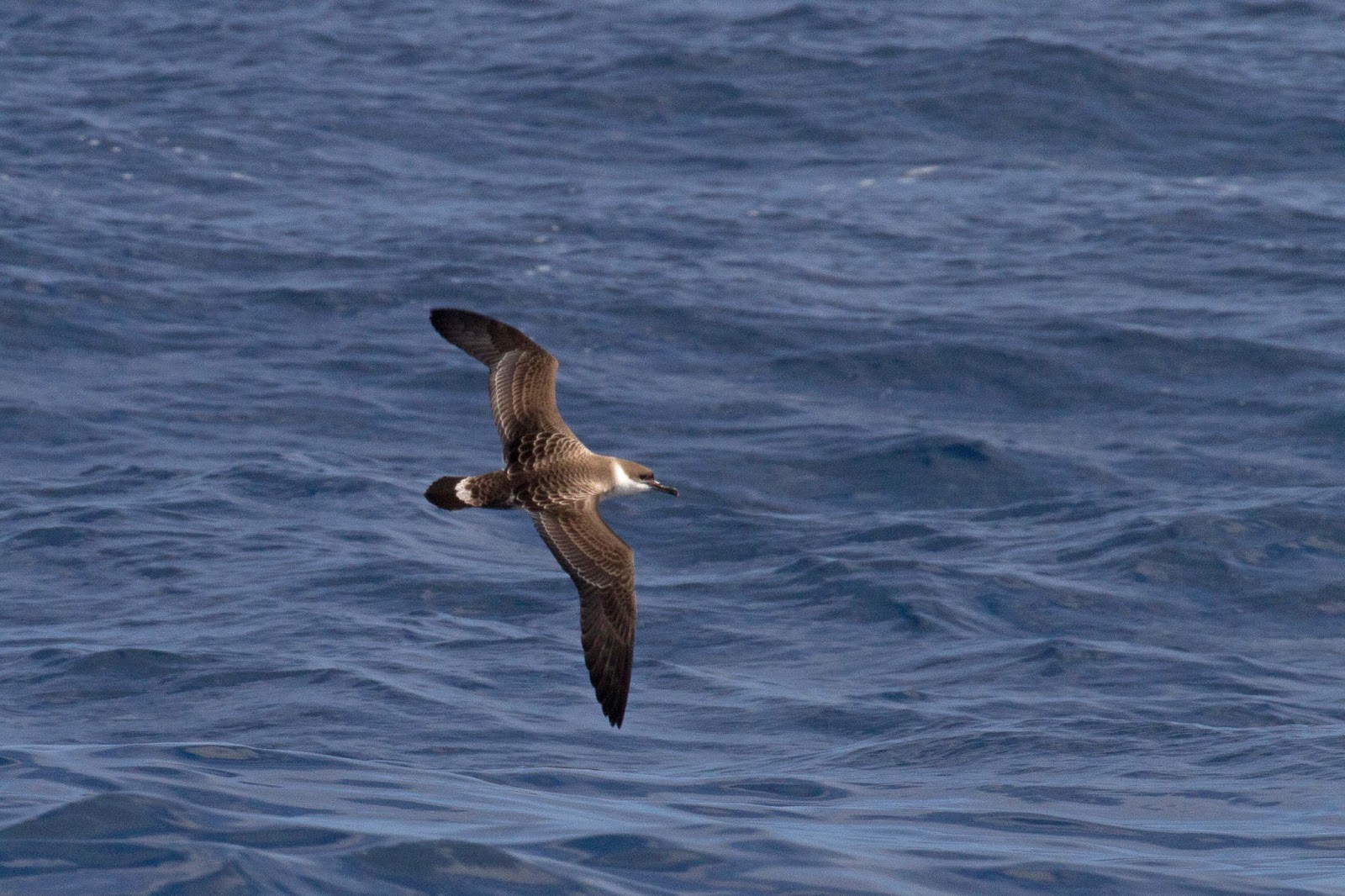 Philly Bird Nerd : Outer, Outer, Outer Banks