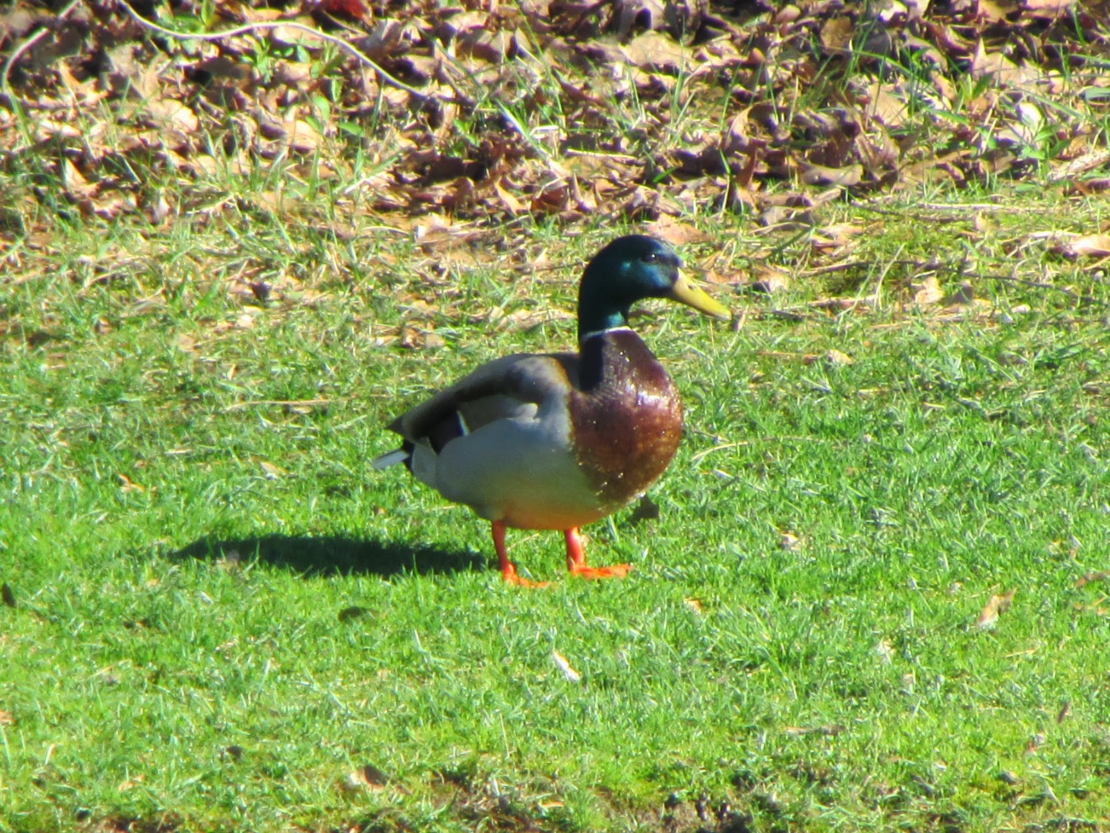 Love For His People: Ducks Enjoying First Day of Spring - Charlotte, NC