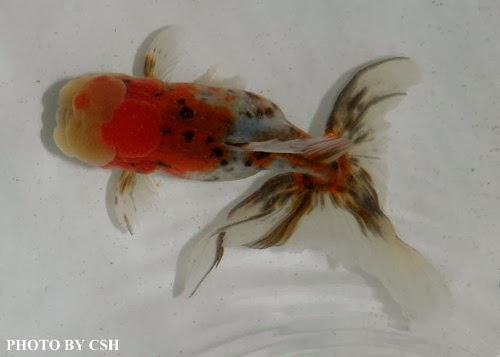 金魚&水族快訊Goldfish & Aquarium Messages: 鈴木東錦寫真(Suzuki Azuma-nishiki/Calico ...