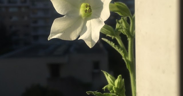 LE POTAGER DE BALCON DE MADAME LAITUE À PARIS : NICOTIANA ALATA : MES 2 ...