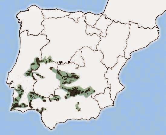 Capellanía y las Ciencias: LINCE IBÉRICO