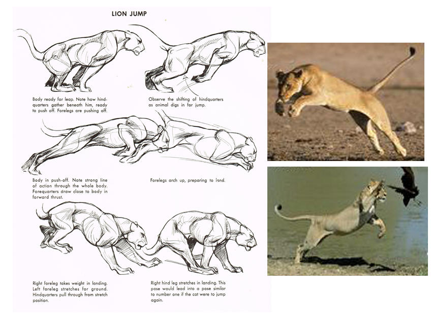 Animal Drawing and Anatomy: Weekly Instruction Drawing