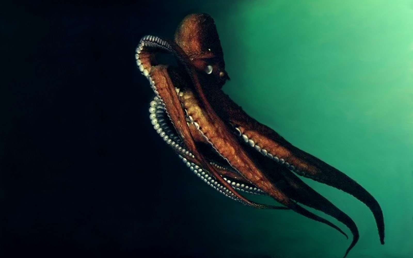 American E-Store: Octopus ..Eight Legs .. Thousands Eggs.