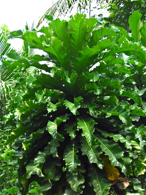 1784: Philippine Tree of the Month: Niog-niogan