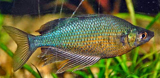 CHENNAI FREE CLASSIFIEDS: Lake Wanam rainbow fish