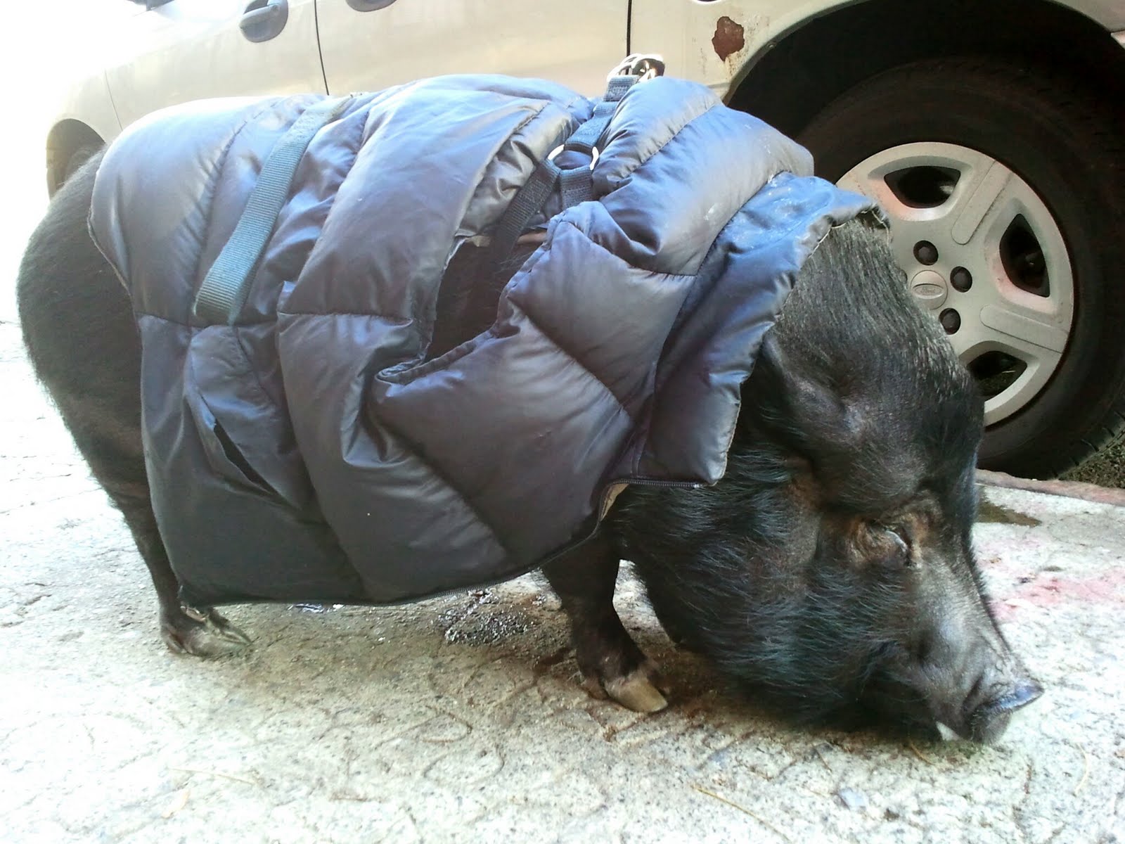 Jakerock(J. Loewenstein): Arctic Pig.