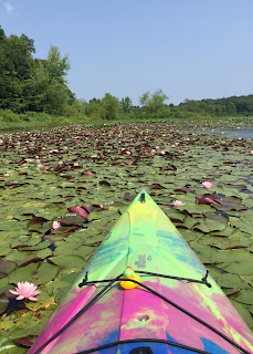 Kayaking Across Ohio: Lake Rupert: Damselflies' Playground
