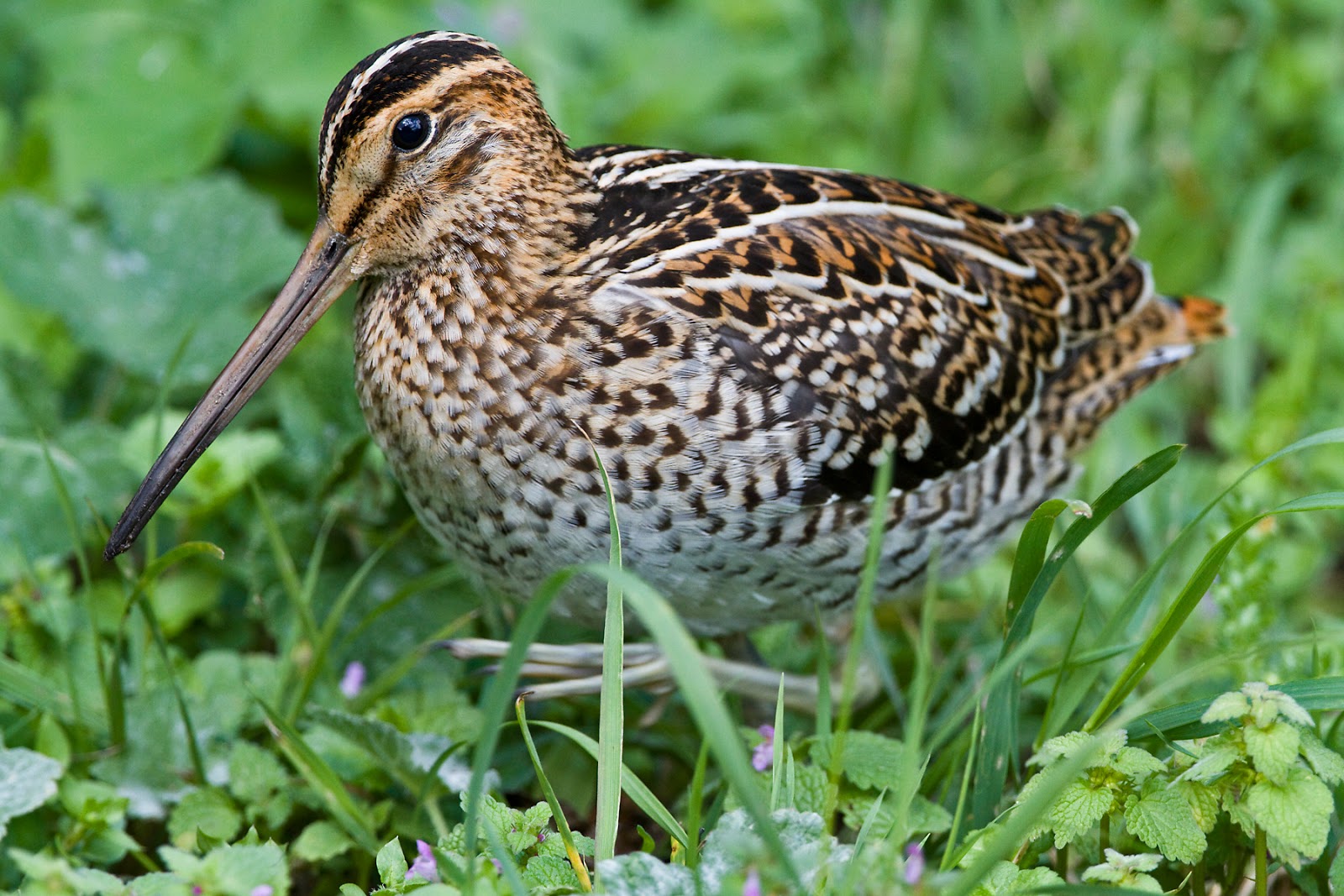 PETER'S PORTFOLIO..............Bird & Wildlife Photography: Great Snipe