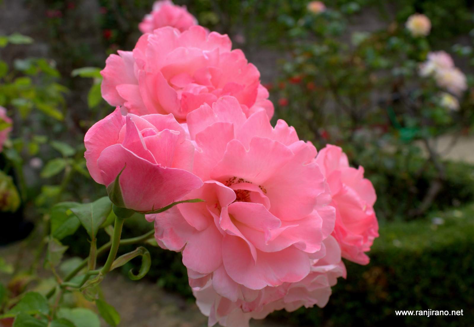 Des roses éclatantes et un poète [Rainer Maria Rilke]... | Paysages et ...