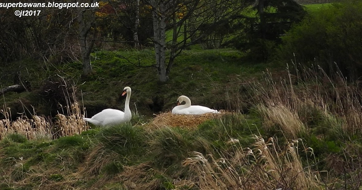 Simply Superb Swans: Predators On The Hunt