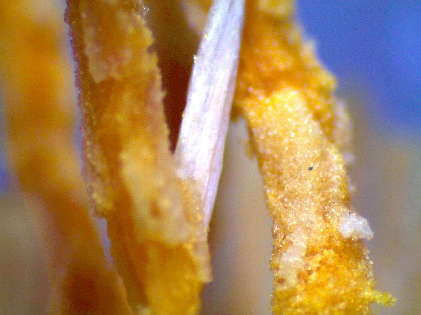 Fruit and Vegetable Pollen Comparison: Dissecting Scope Images of ...