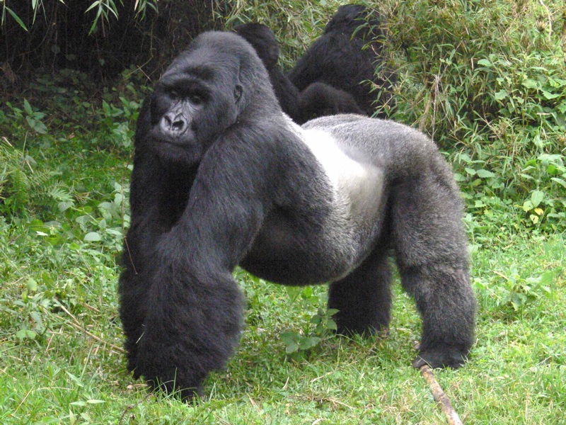Endangered Earth Blog: Mountain Gorillas