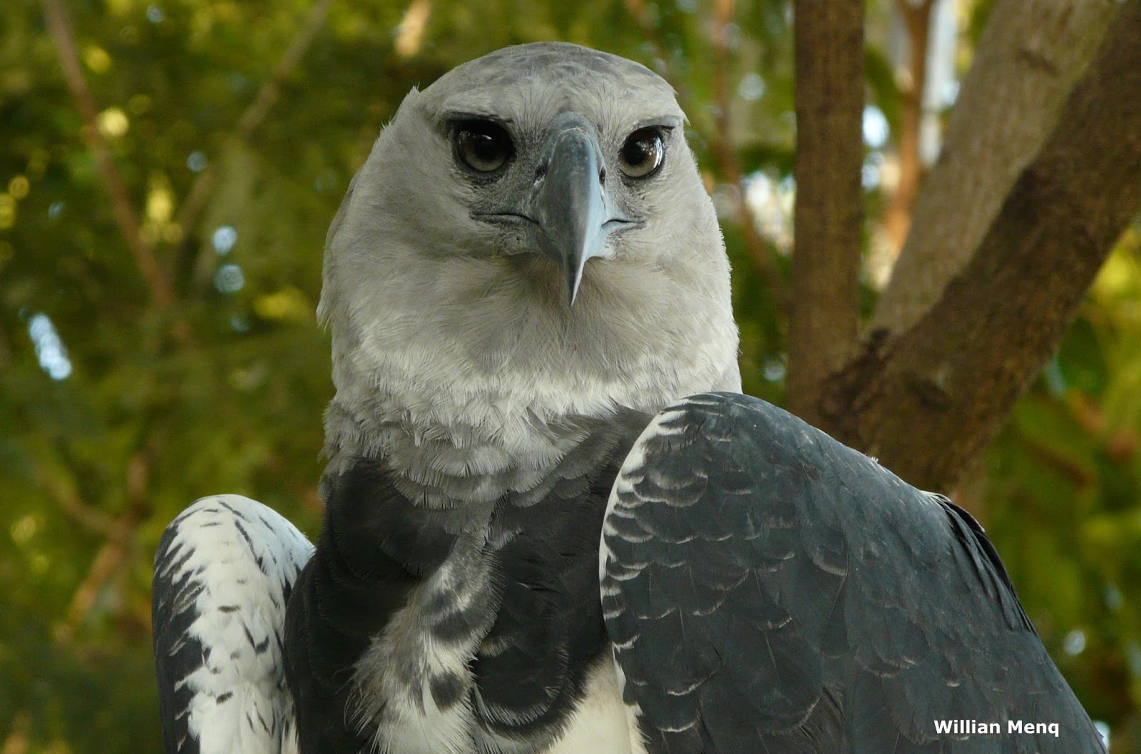 Blog Aves de rapina Brasil: A harpia na Mata Atlântica