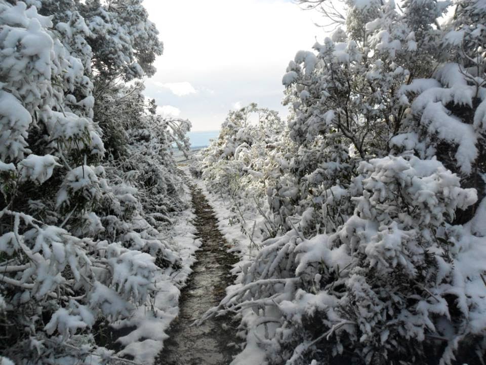 Dyckia Brazil: Snow in Santa Catarina Brazil today!