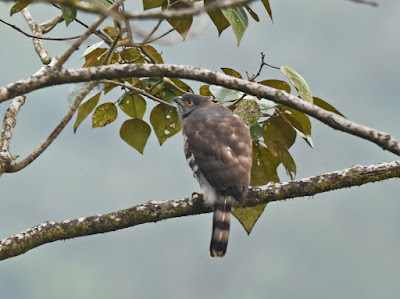 ZOOTHERA BIRDING BLOG: Moving on to Topslip