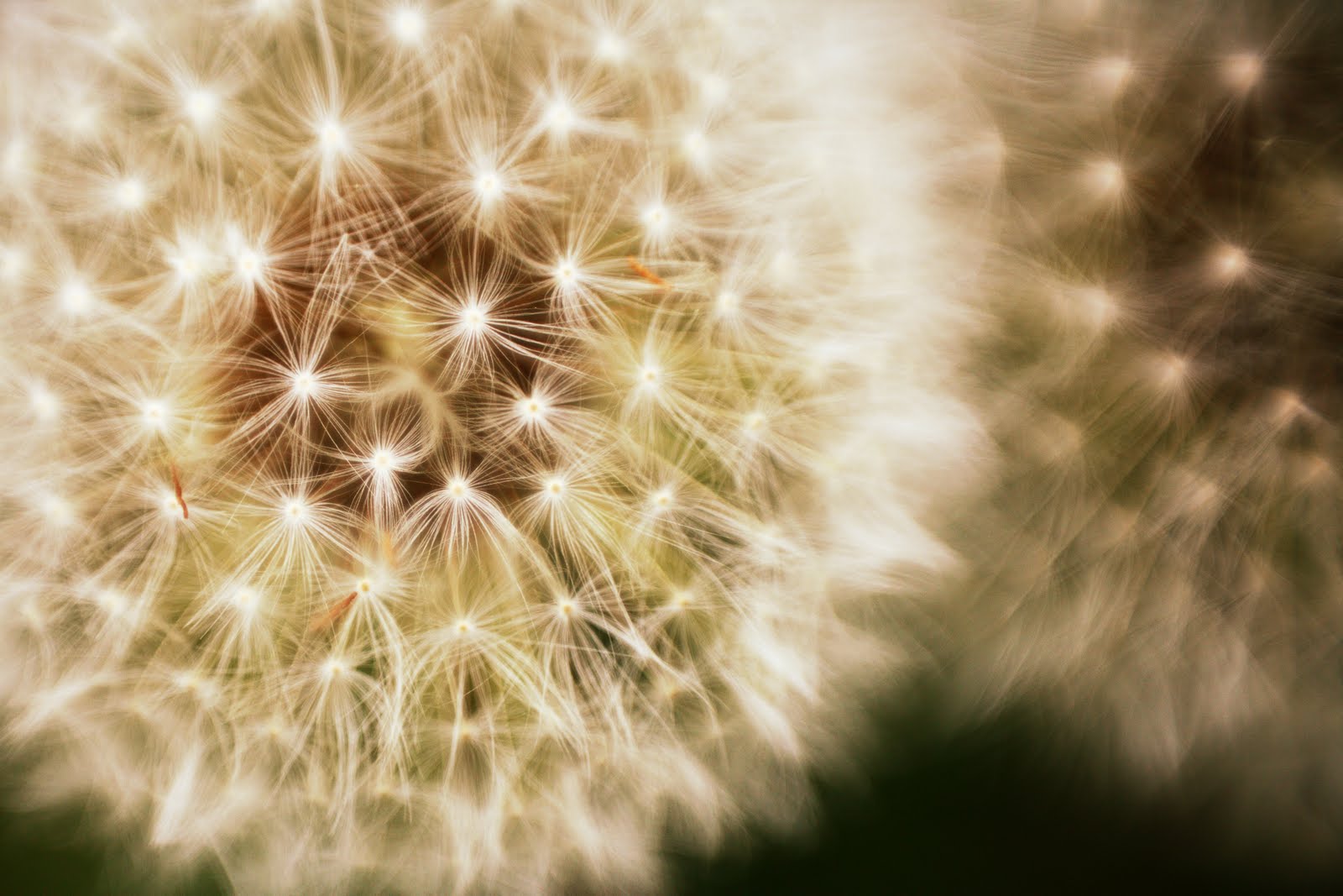 Andris Kimonts: Pienenes