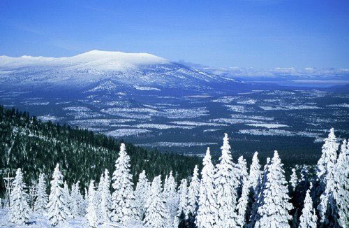 Bosque con pinos Cubiertos totalmente de nieve | wallpaper hd of nature