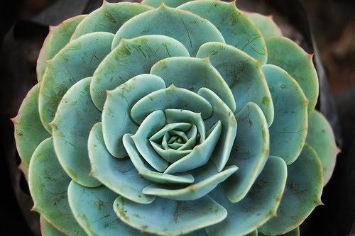 ¿Rosa o Cactus? | SEDEC Guadalajara