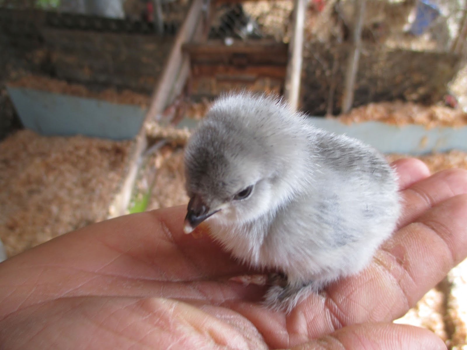 From Cedar Pond to Laughing Dove Farm : New Life ~ Chicks & Lambs