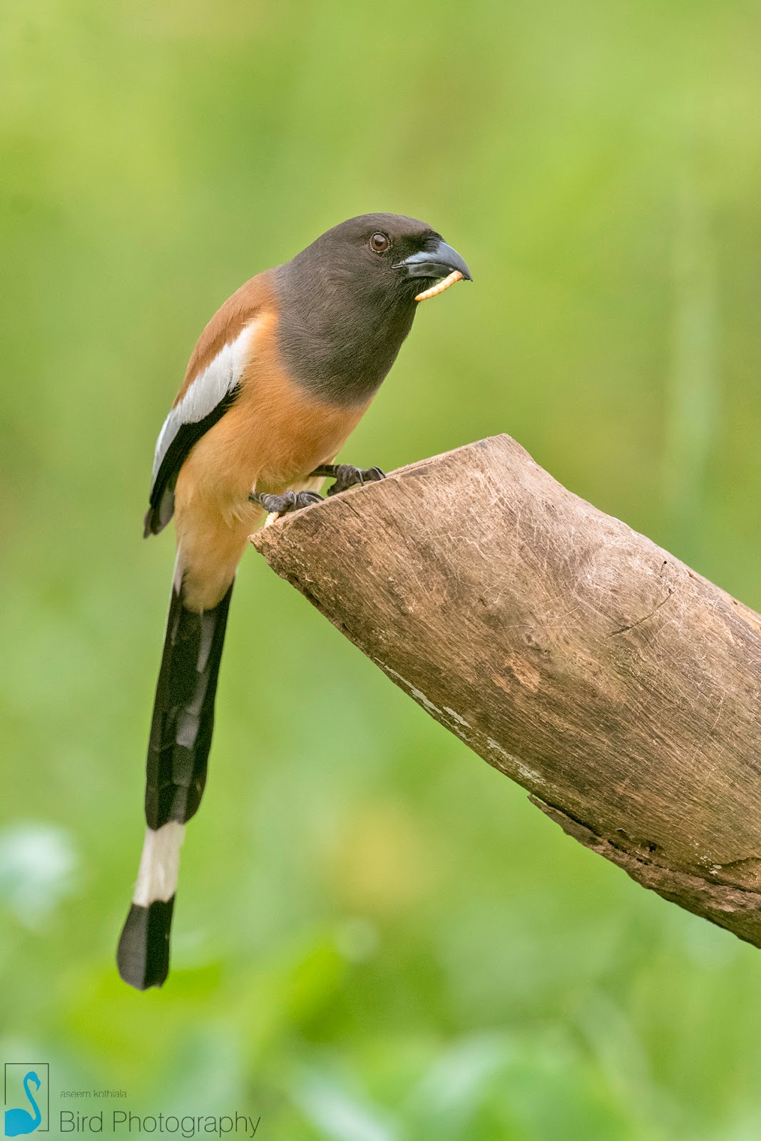 Birding in Thattekad Bird Sanctuary - Western Ghats ~ Happy's Click