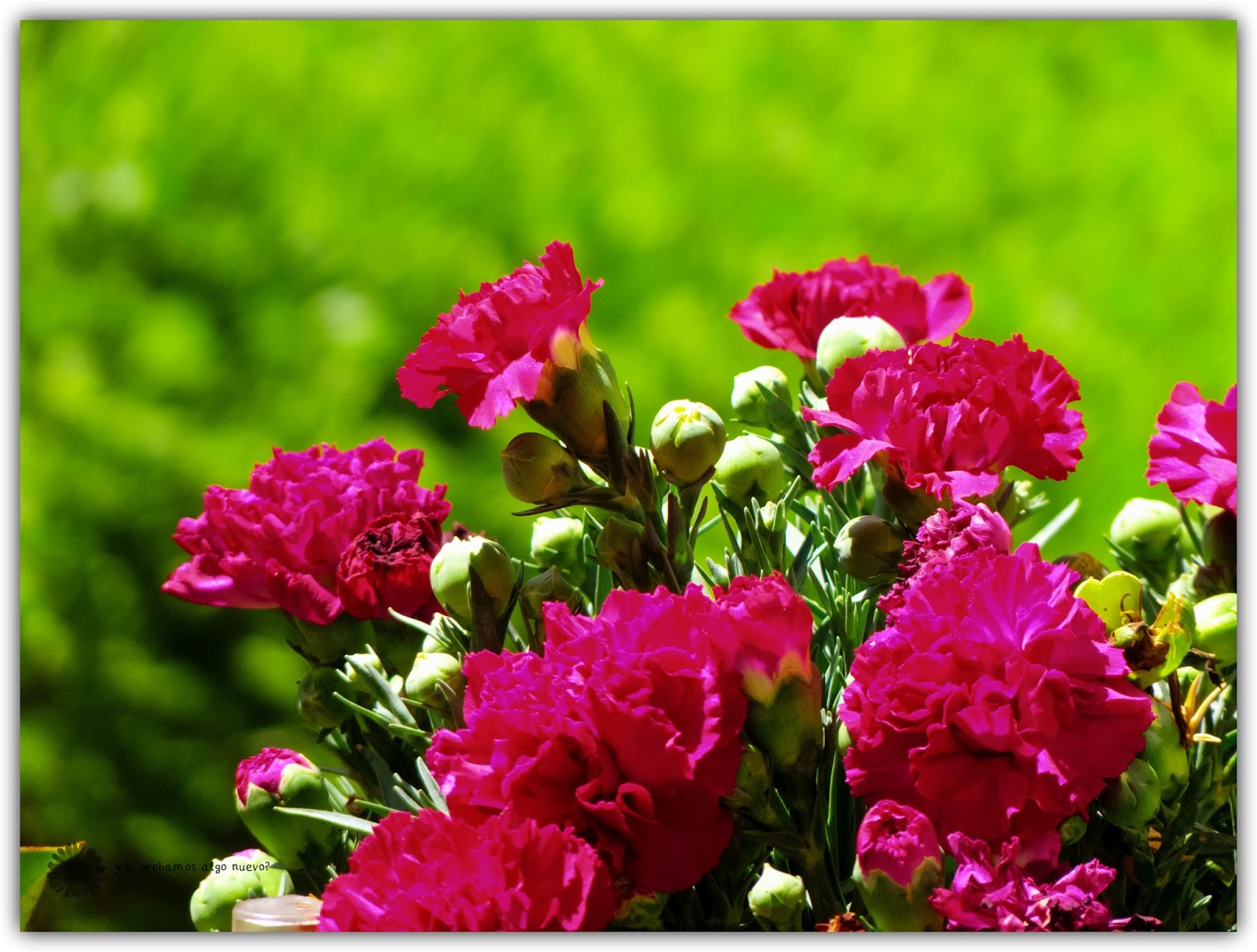 Foto de la semana: Claveles