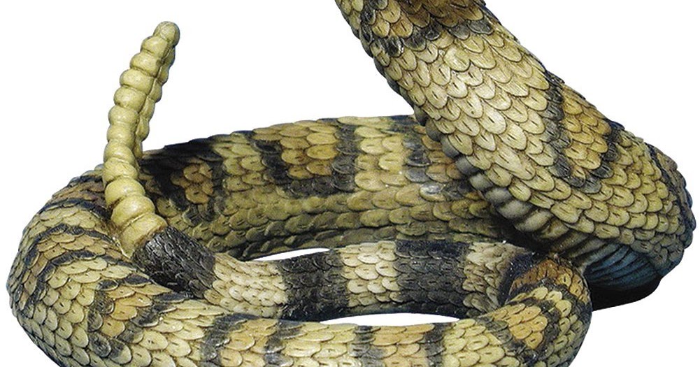 On Wings of Eagles: A coiled Rattlesnake and a prayer