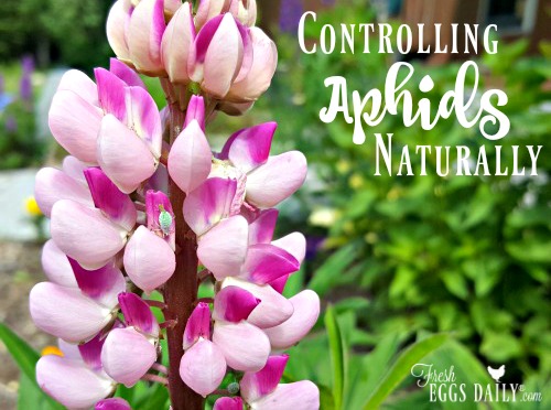 Controlling Aphids in the Garden Naturally - Fresh Eggs Daily® with ... Controlling Aphids in the Garden Naturally - Fresh Eggs Daily® with ...