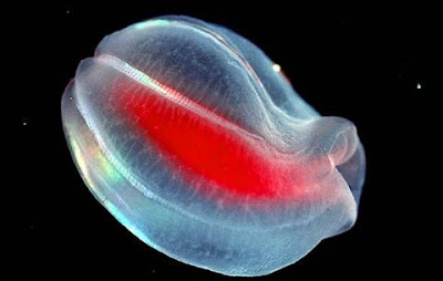 Ctenóforos | Naturaleza asombrosa, maravillas naturales