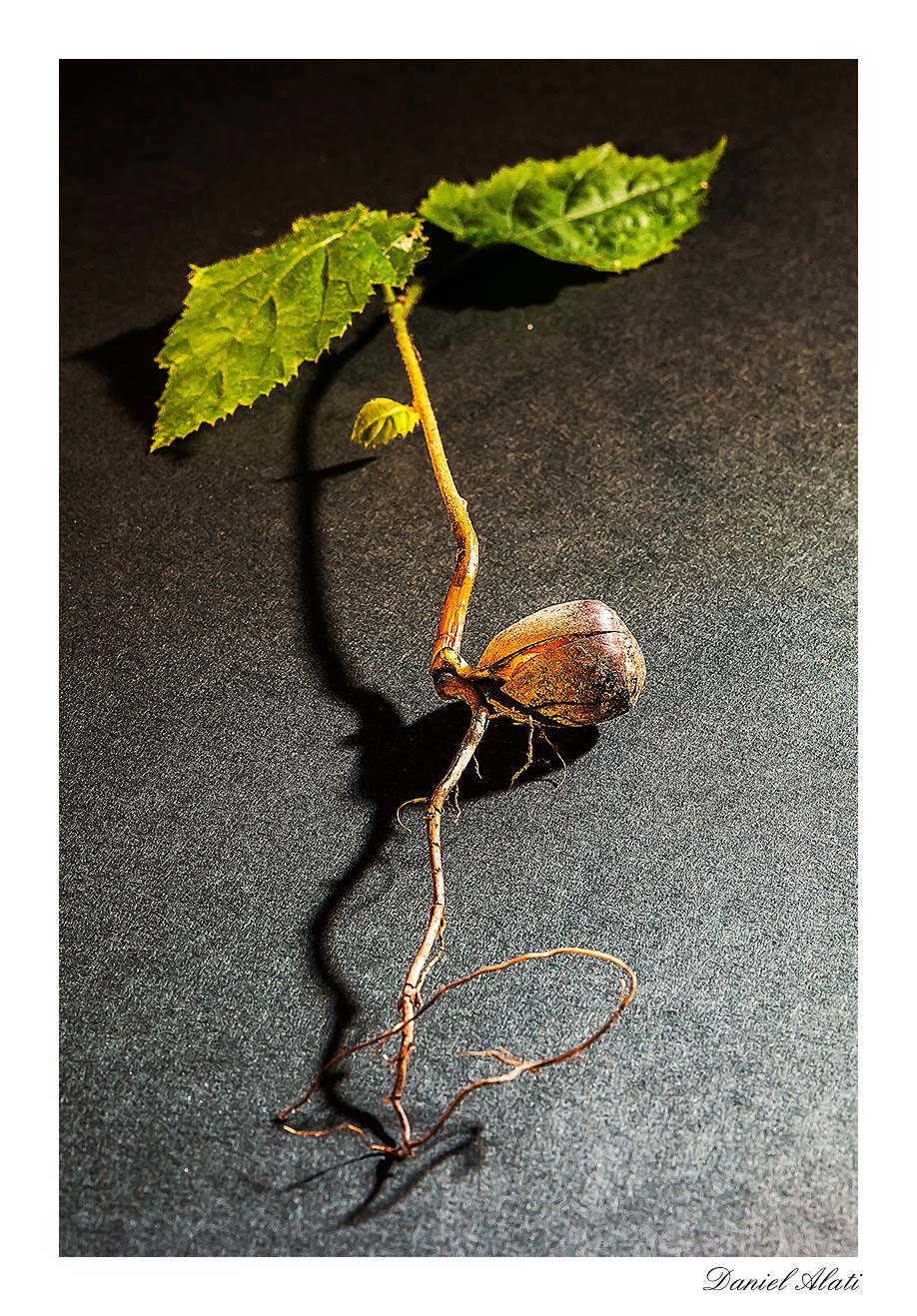 Daniel Alati photos: Naissance d'un noisetier 1