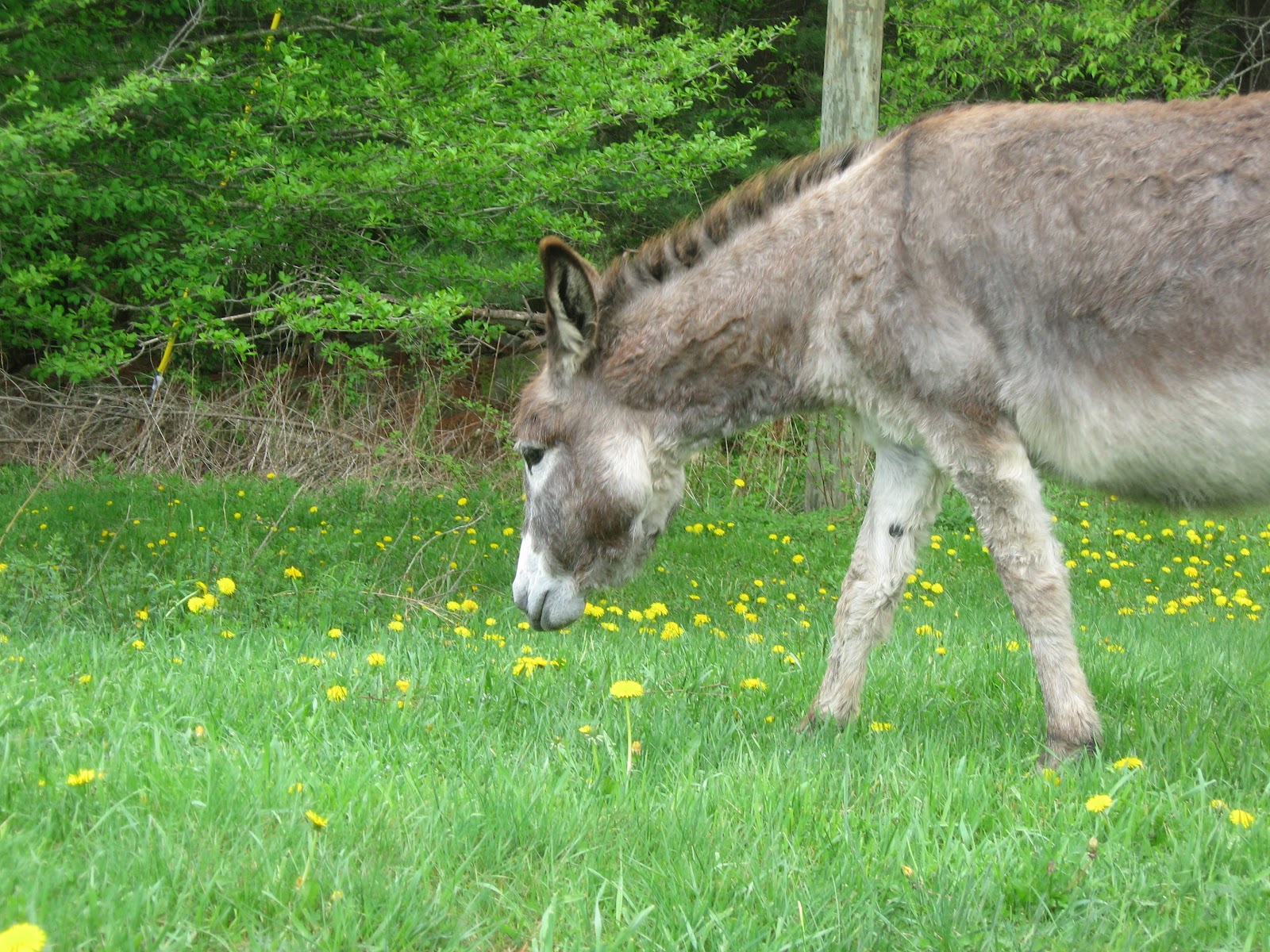 The Dancing Donkey: Donkey of a Different Color