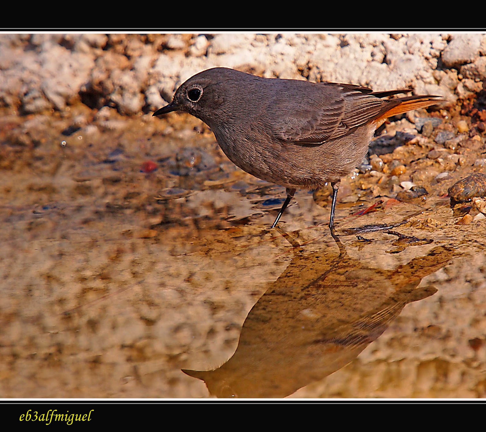 Miguel fotografia: Colirrojo Tizón