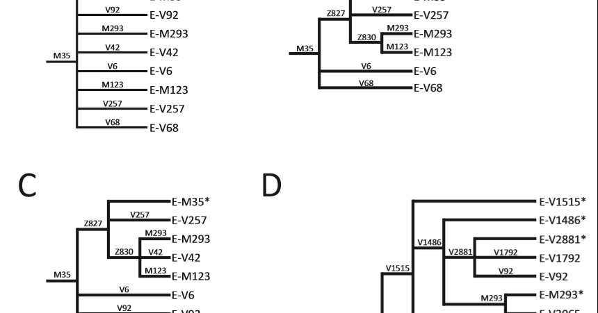 Ethio Helix ኢትዮ:ሒሊክስ: Improved resolution of E-M215 (aka E3b / E1b1b)