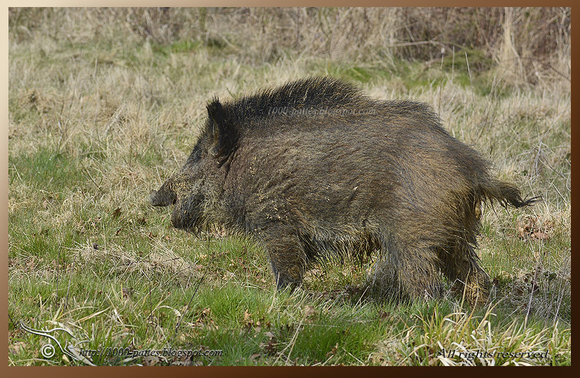 WILDLIFE GATEWAY: Les sens du Sanglier