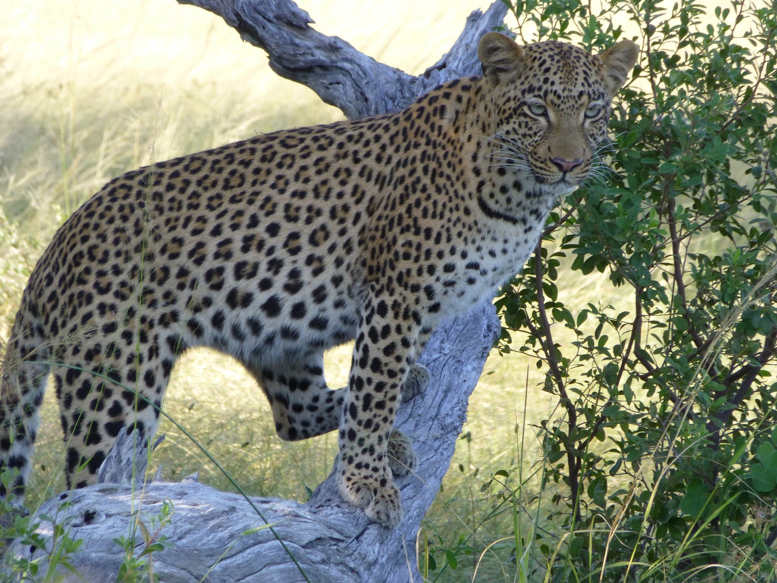 When Pigs Fly : On Safari...